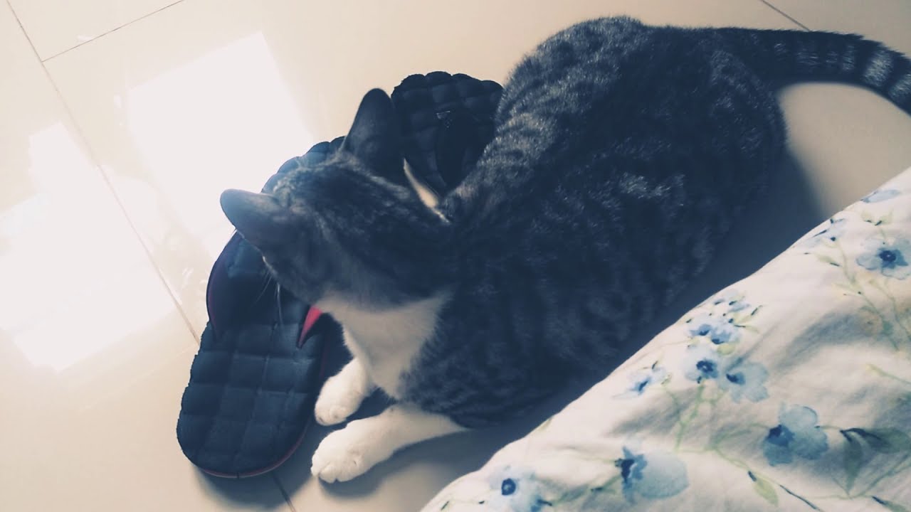 Tuna el topoyo tranquilisitirijillo - YouTube