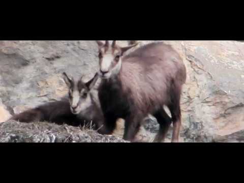 Chamois - YouTube