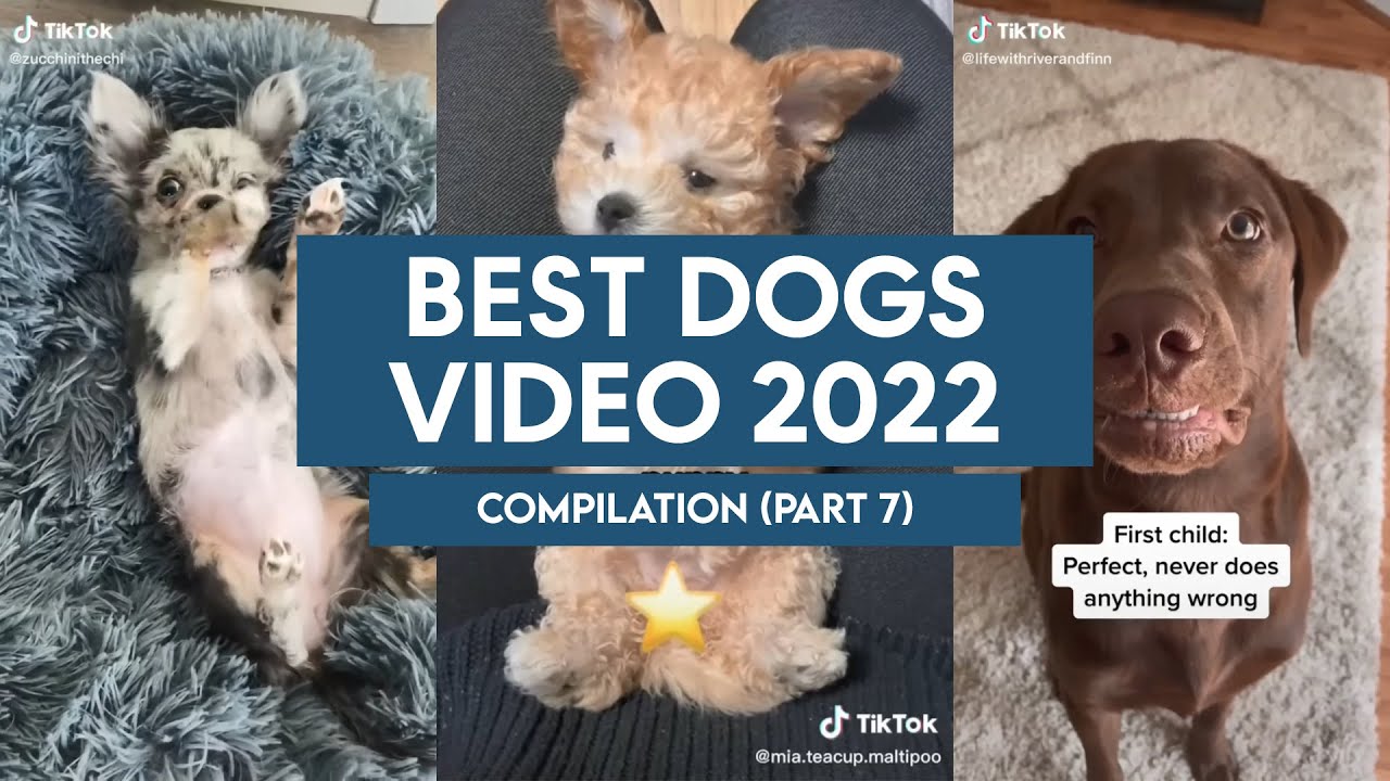 Best Dogs Video 2022! Part 07 - YouTube
