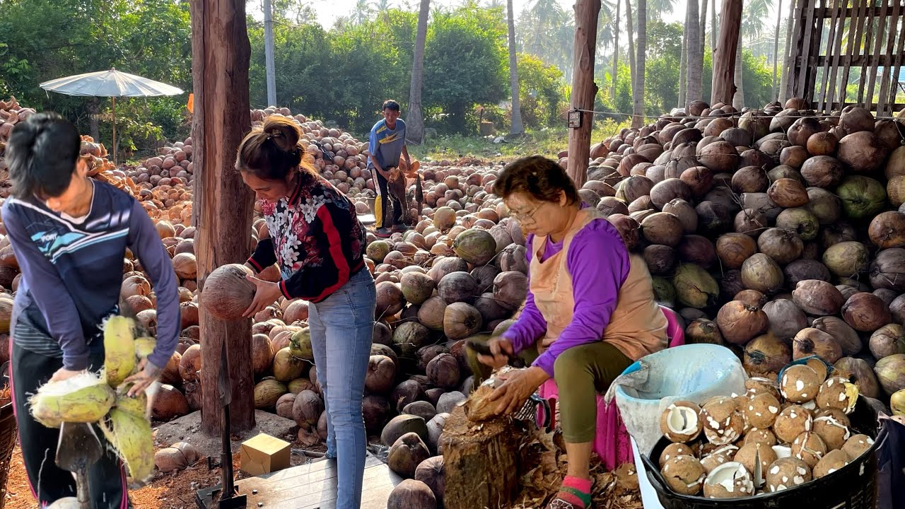 Producing a ton in a coconut factory - How to peel coconut the ...
