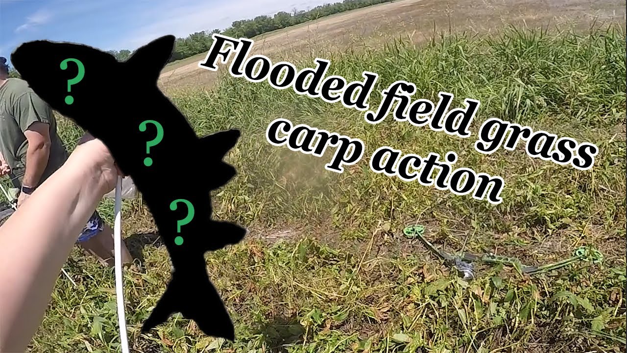 Flooded Field Grass Carp Action!! - YouTube