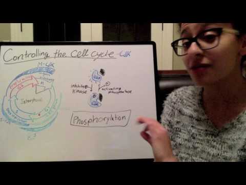 Regulating Cdk - Phosphorylation