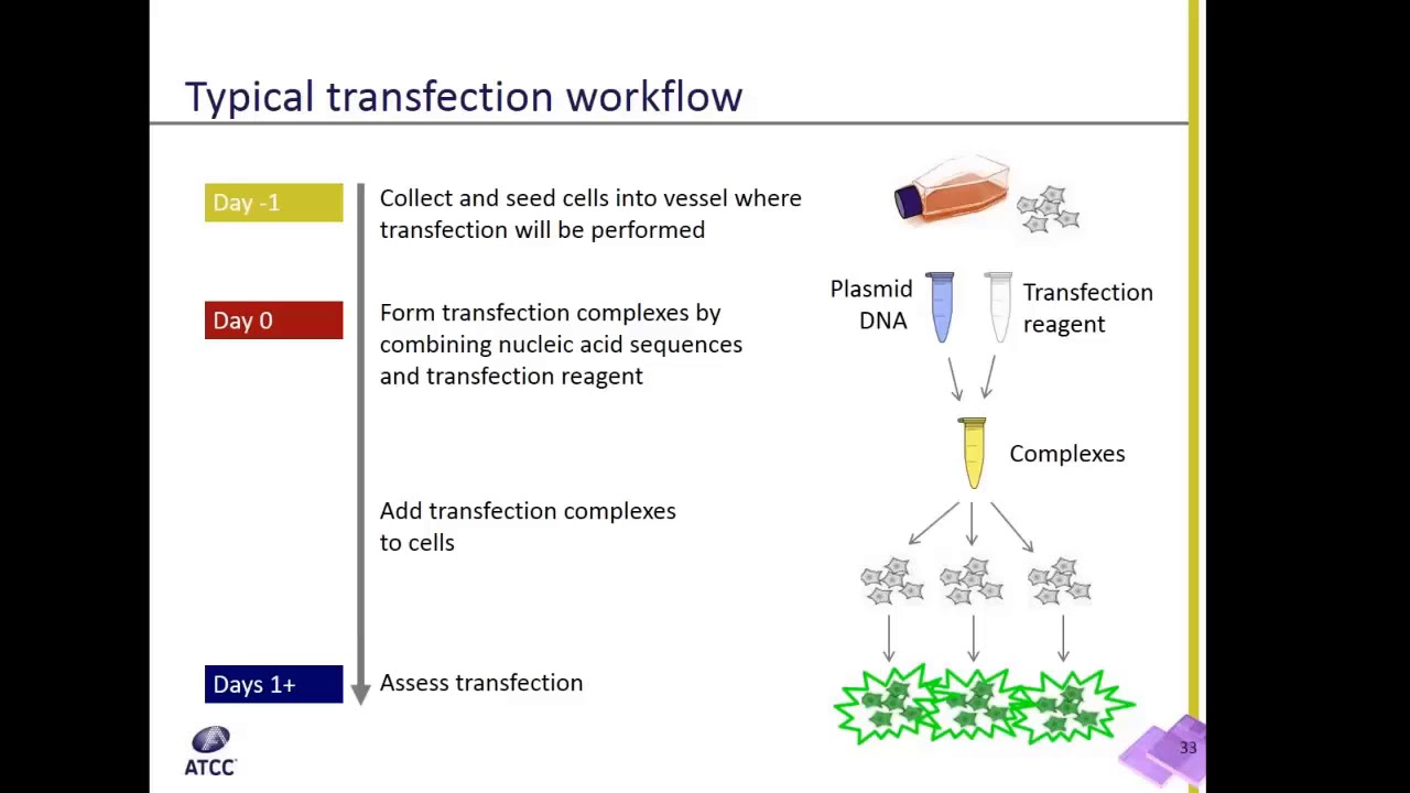 Transfection Workflow - YouTube