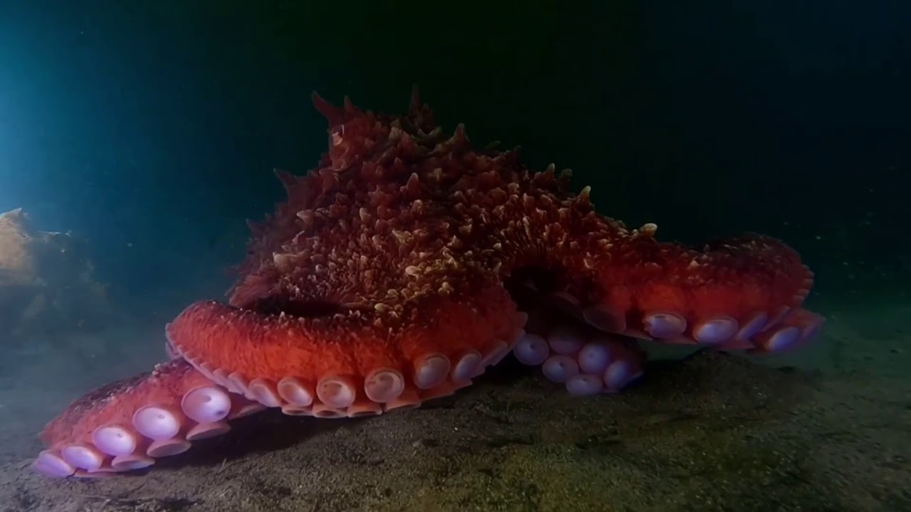 Giant Pacific Octopus Magic in Howe Sound, British Columbia - YouTube