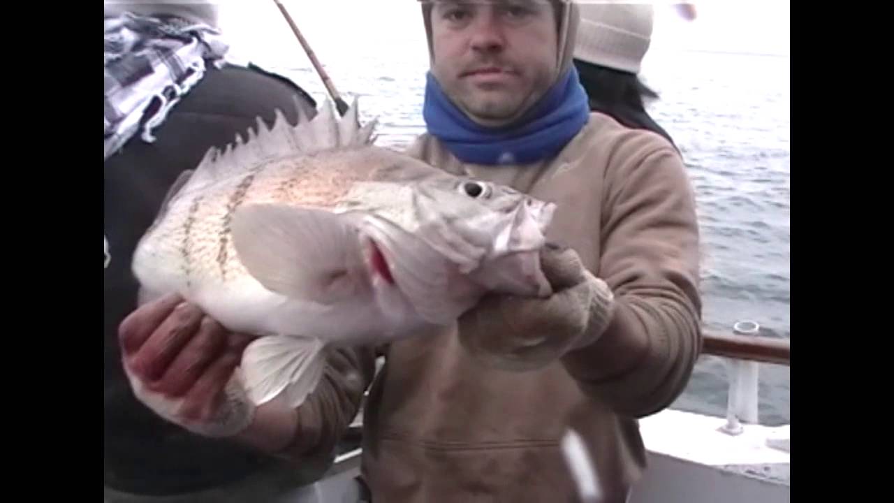 INCREIBLE CHERNIA EN MAR DEL PLATA - YouTube