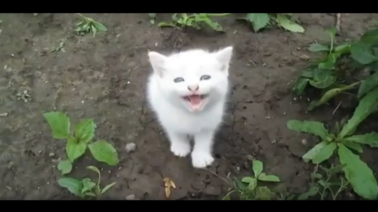 Funny cats and kittens meowing compilation - YouTube