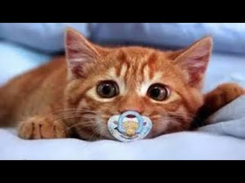 Самое смешное видео прошлого года. Подборка приколов с котами.