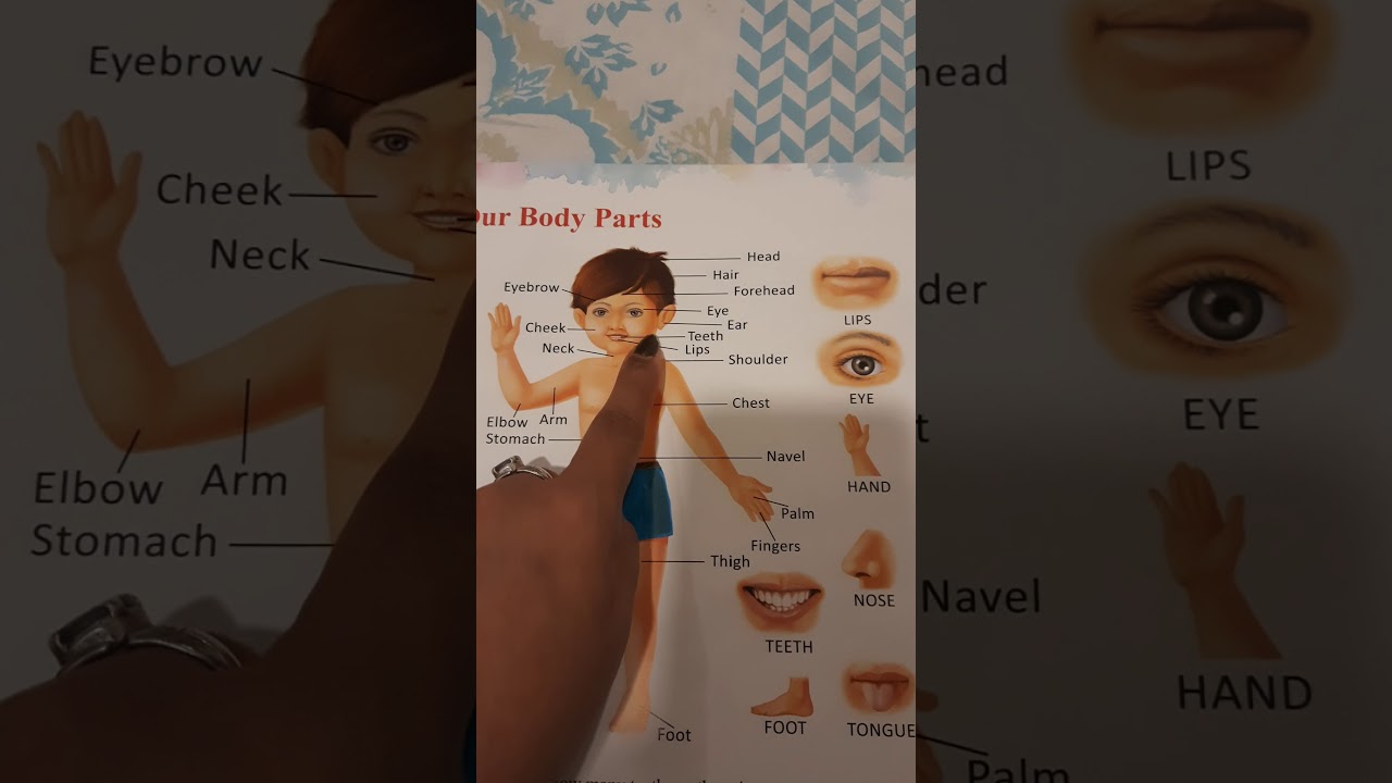 Body parts - YouTube