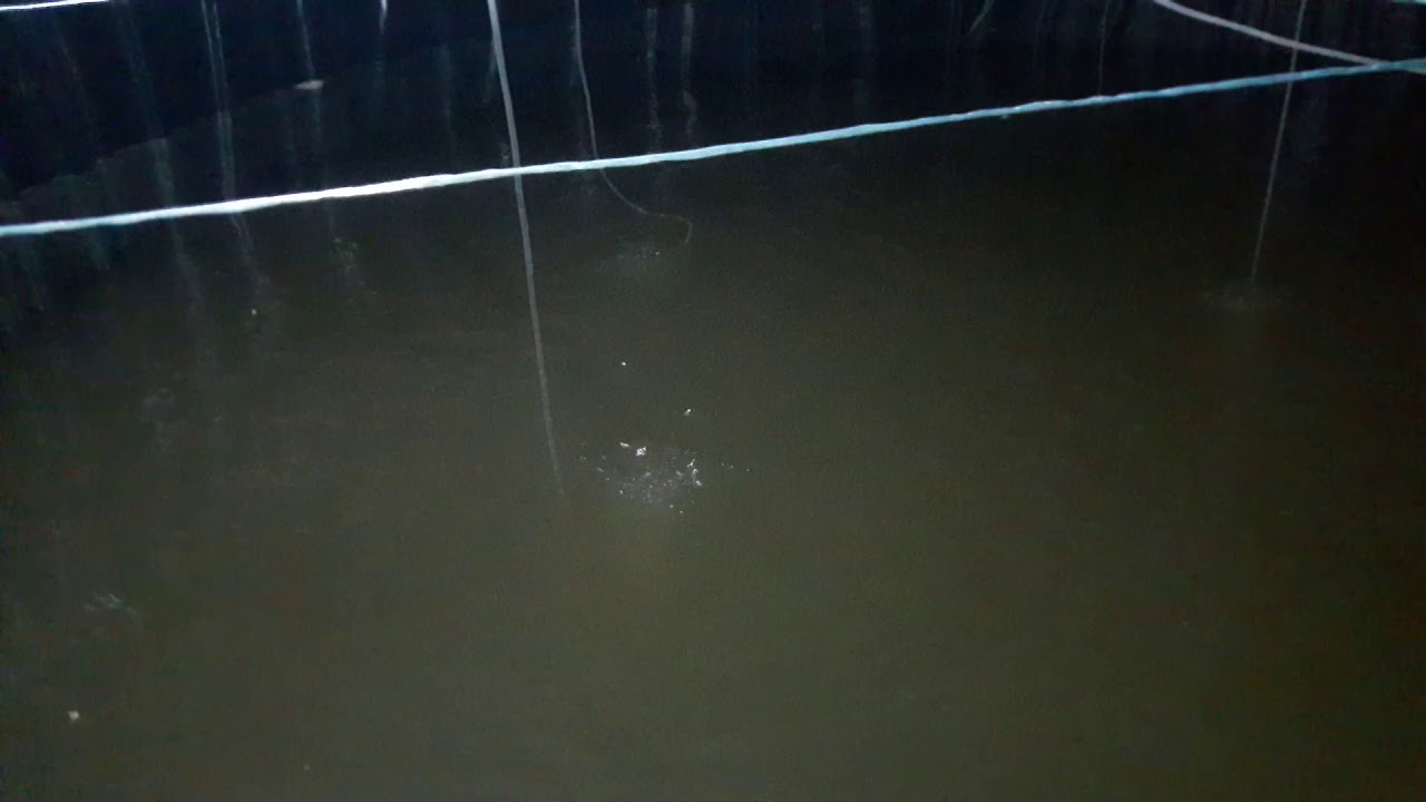 Bioflock|| Fish farming || - YouTube