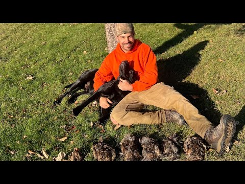 MN Grouse Hunting. Low pressured grouse highlights (part 1) - YouTube