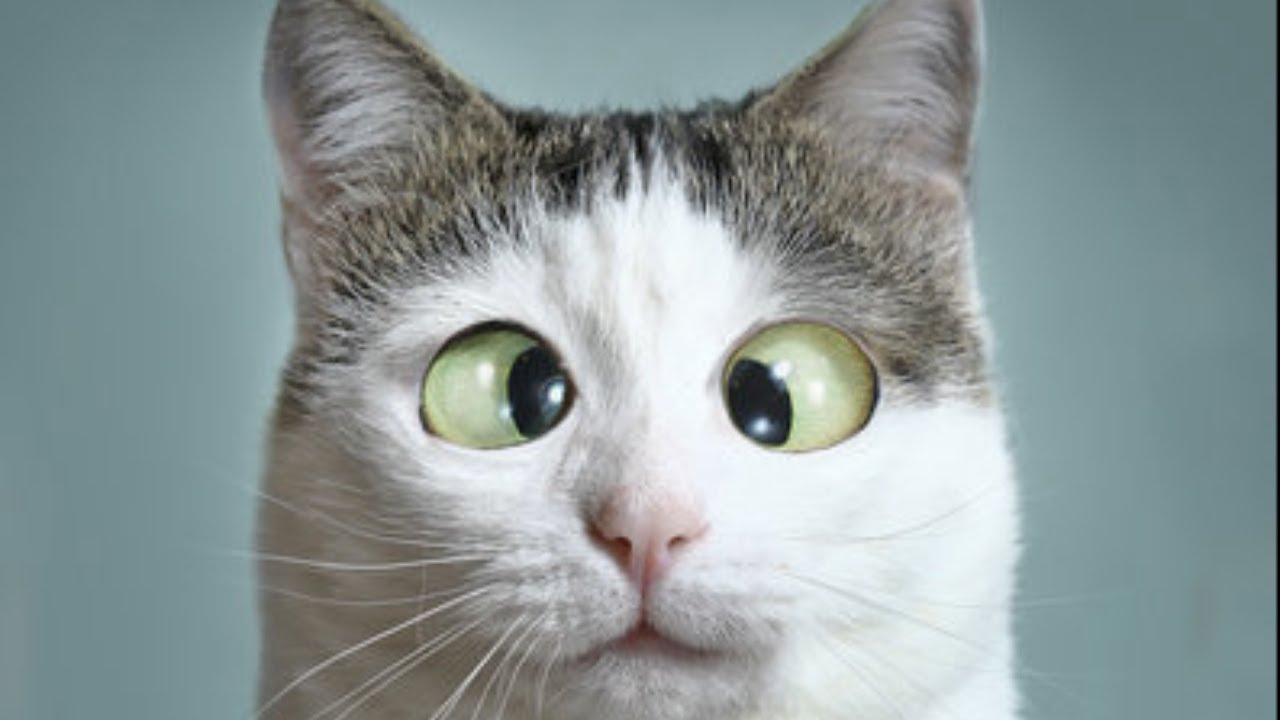 Funny moments cats - YouTube