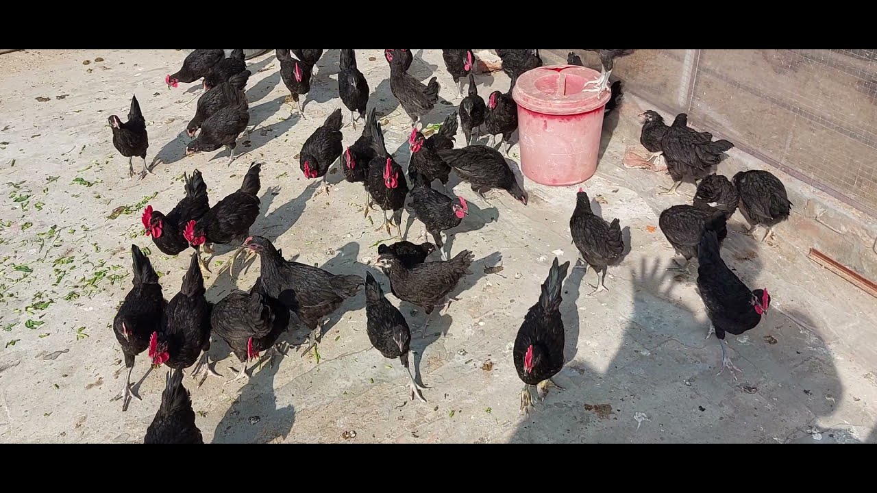 Aster loop chicks 2 months old - YouTube