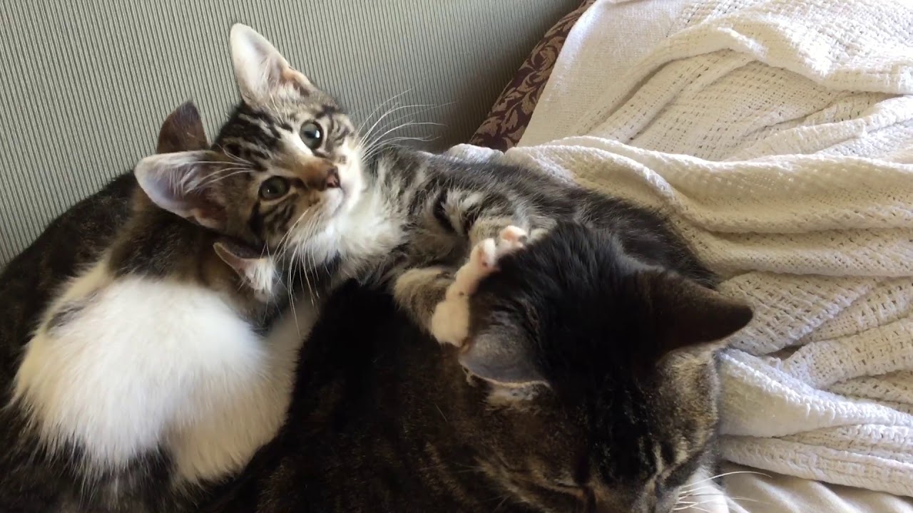 Baby kitten giving my cat a head massage - YouTube