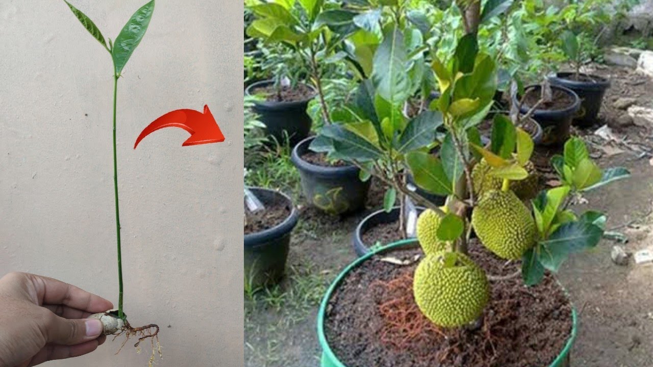 Best skills! Growing a Jackfruit tree from Jackfruit seeds in pots ...