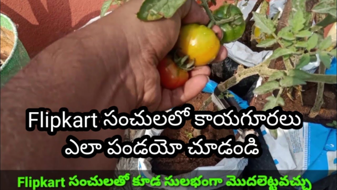 small Harvest| easy methods to grow| organic vegetables|Tamoto Harvest ...
