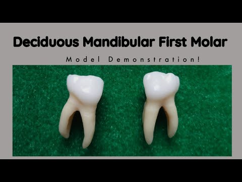 Mandibular Deciduous First Molar Morphology | Tooth Morphology