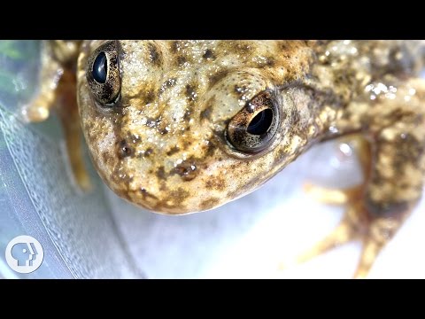 Can the Frog Apocalypse be Stopped by a New \