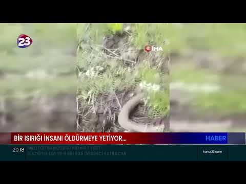 TÜRKİYE’DE YAŞAYAN EN ZEHİRLİ 15 YILAN TÜRÜNDEN BİRİ OLAN KOCA ENGEREK YILANI ELAZIĞ’DA,GÖRÜNTÜLENDİ