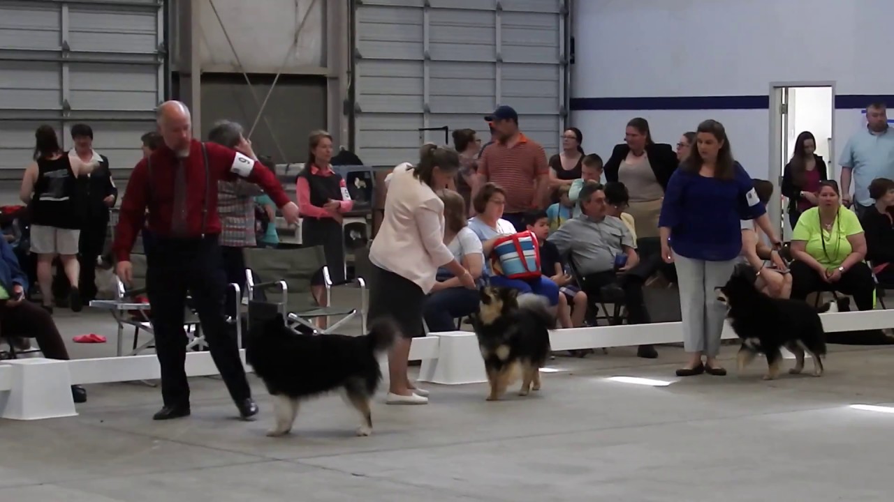 Rogue, Rune and Taavi at Northwest Cluster Dog Show - 5-21-17 - YouTube