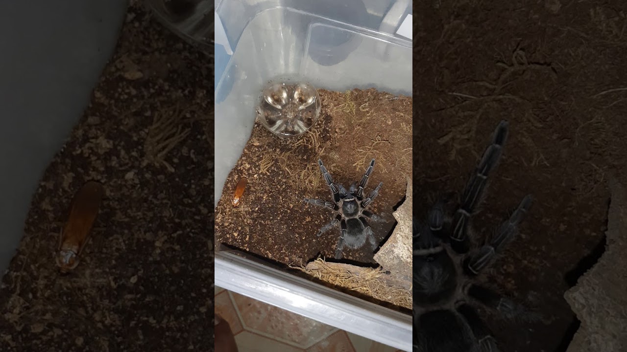 Feeding of tarantula a. Seemani - YouTube