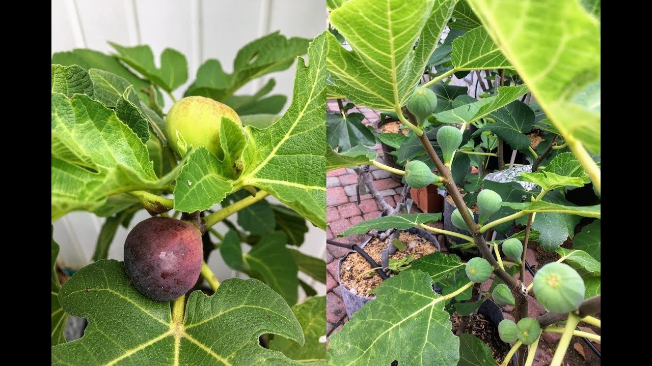200+ Variety FIG TREE TOUR-- Part 2 - YouTube