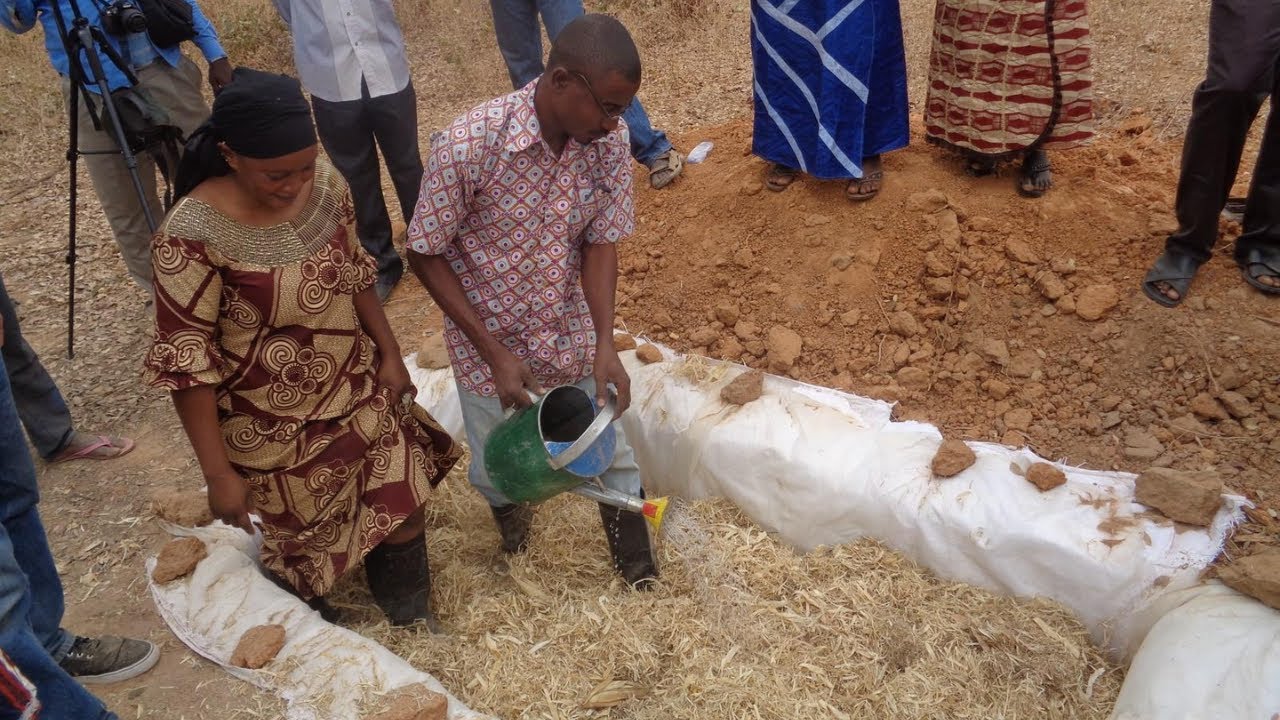 Straw Urea Enhancement for Feeding Sheep and Goats - YouTube