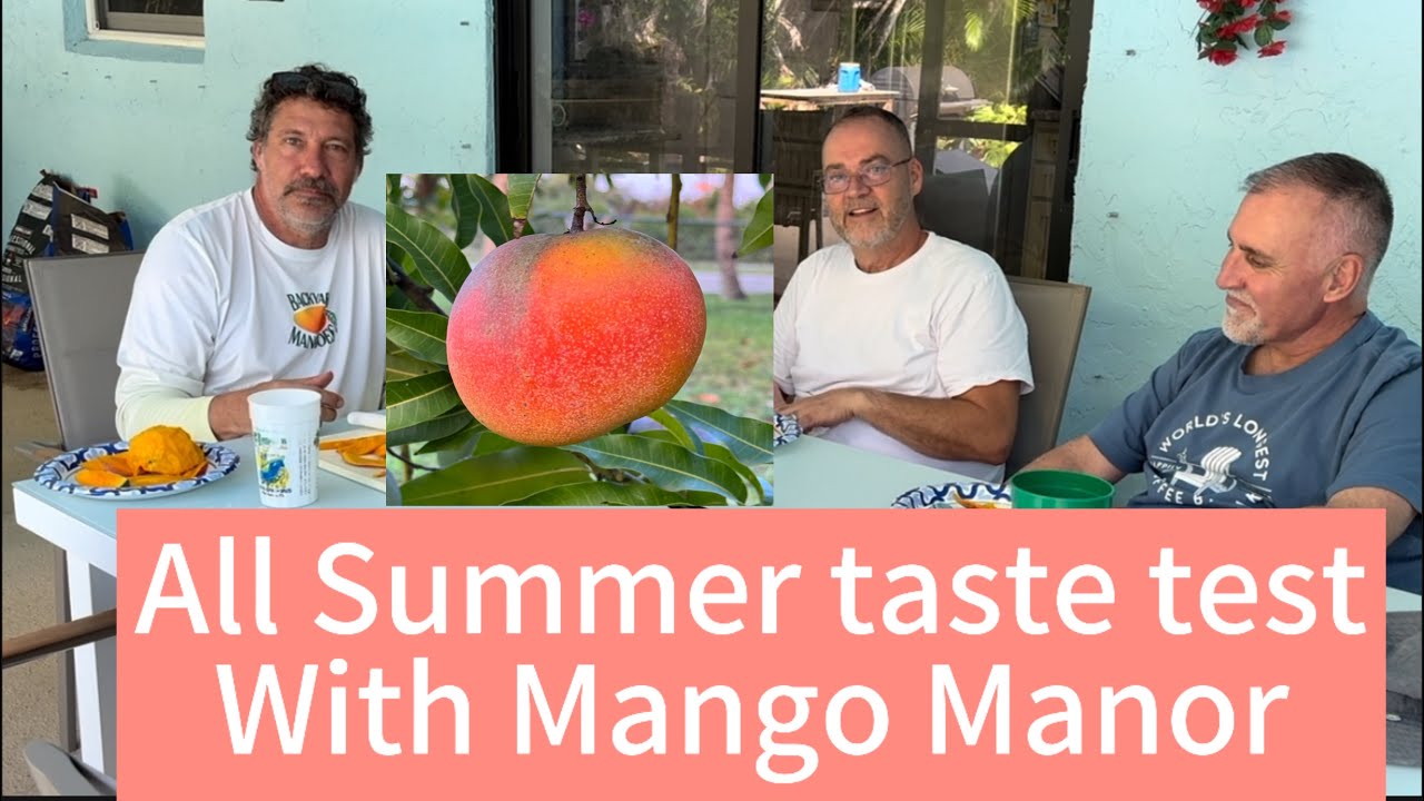 All Summer Mango taste review with Mango Manor - YouTube