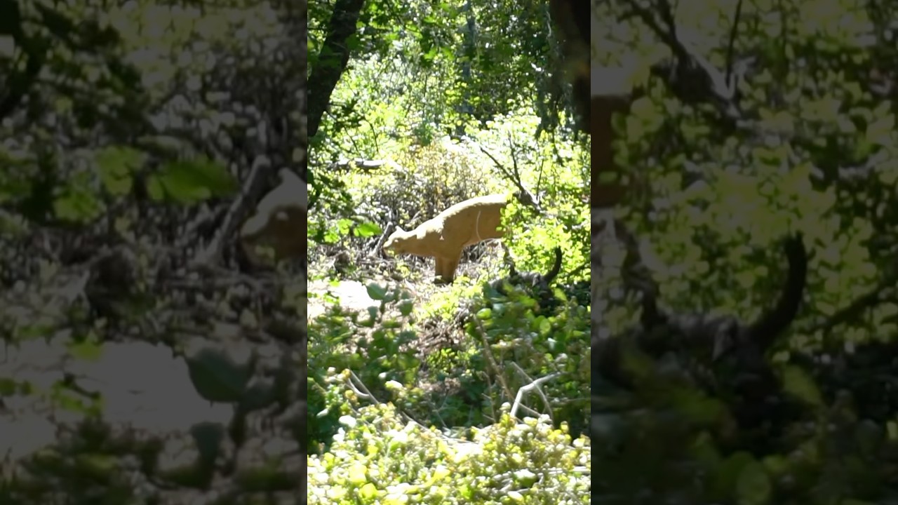 Bow Disciples Challenge 2 got us HYPED for Bow Disciples Challenge 3! # ...