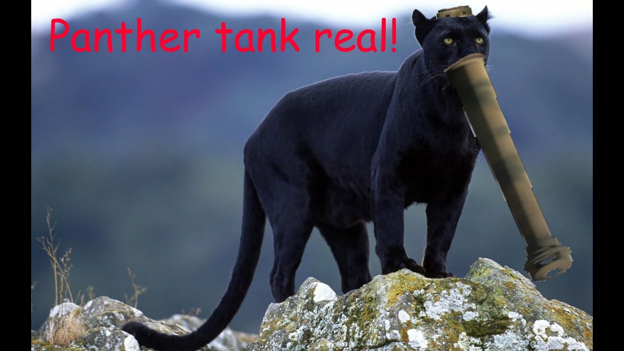 panther farting canon mod real! - YouTube