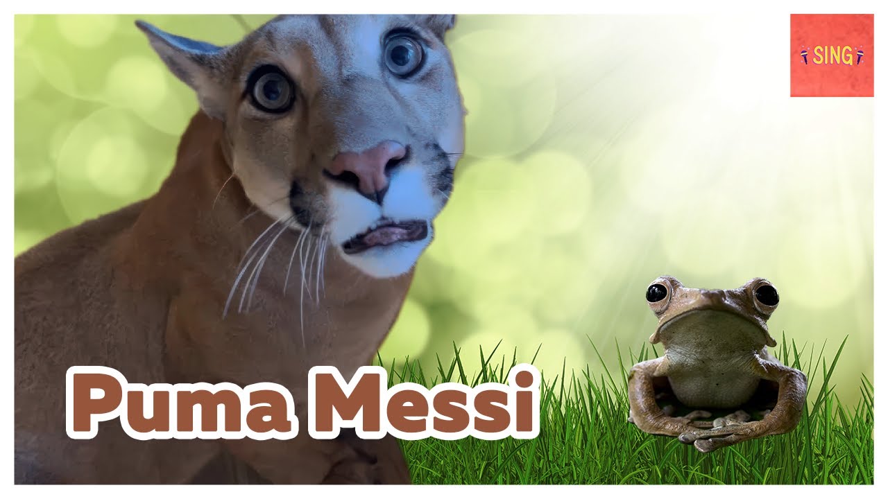 Puma Messi: Songs about the Beautiful and Agile Puma | Sing along in ...