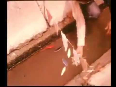 Filem Sikit punya gila | Main kuda longkang |