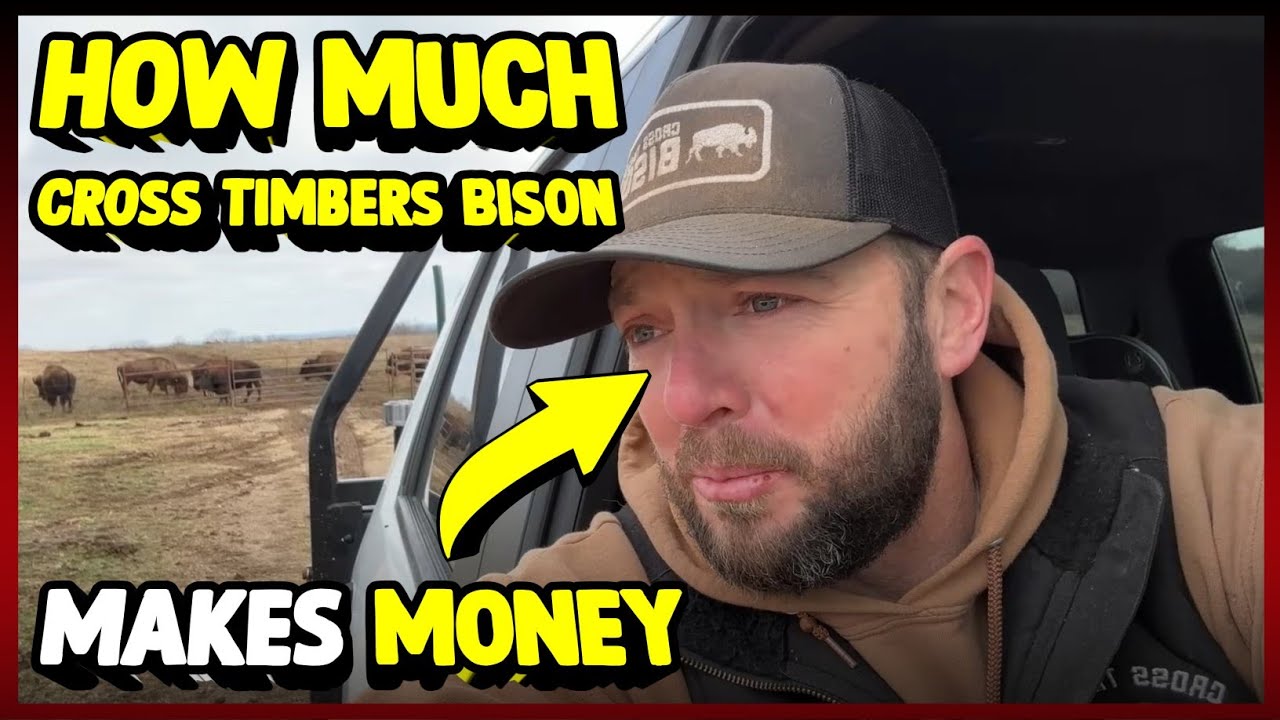 How Much Cross Timbers Bison Makes Money On YouTube 2024 - YouTube