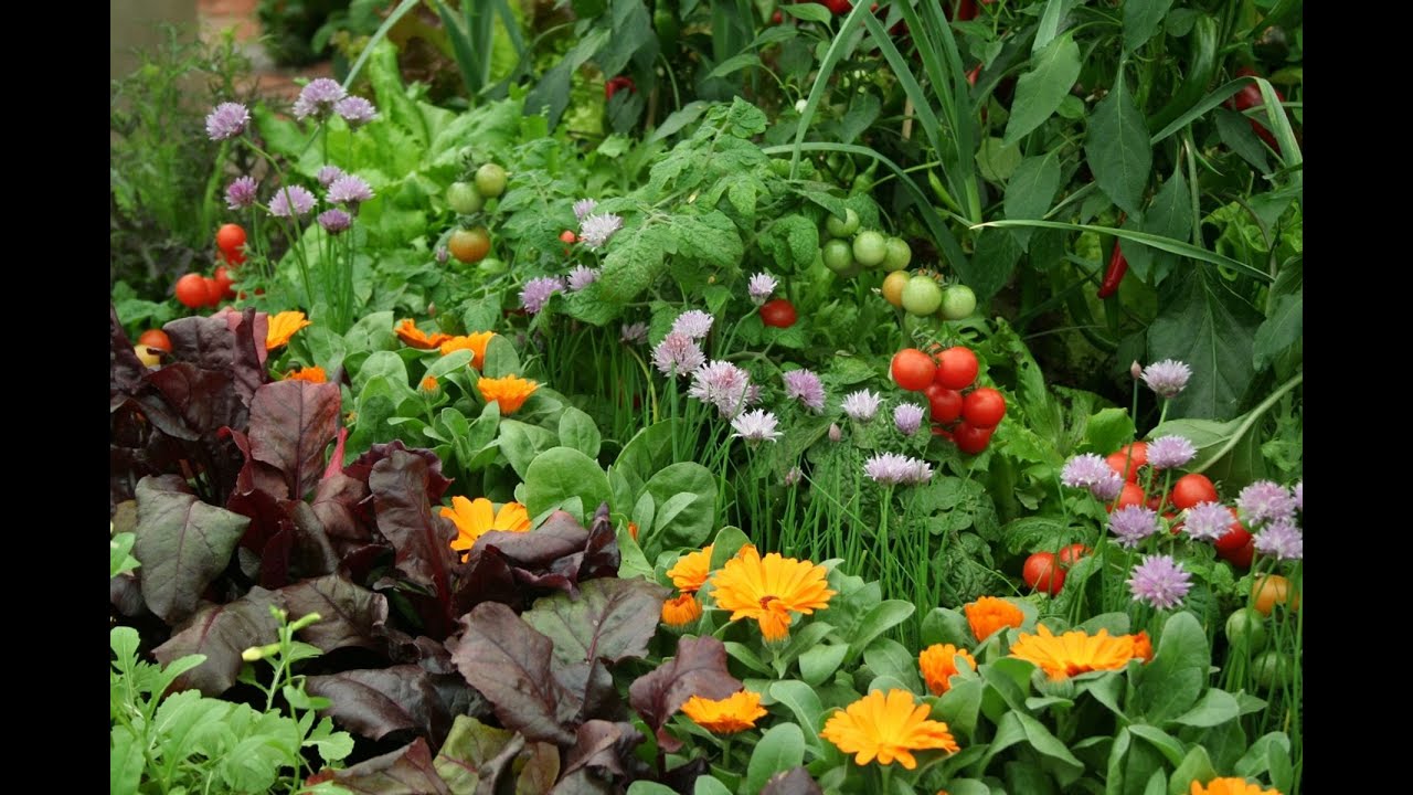 Intro to Edible Landscapes - YouTube