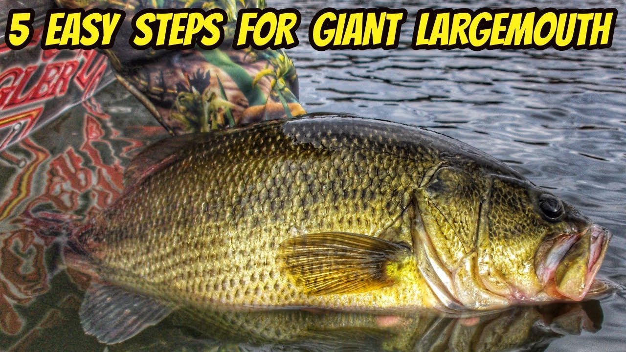 5 EASY STEPS FOR GIANT LARGEMOUTH- 'NEW' Full length episode! - YouTube