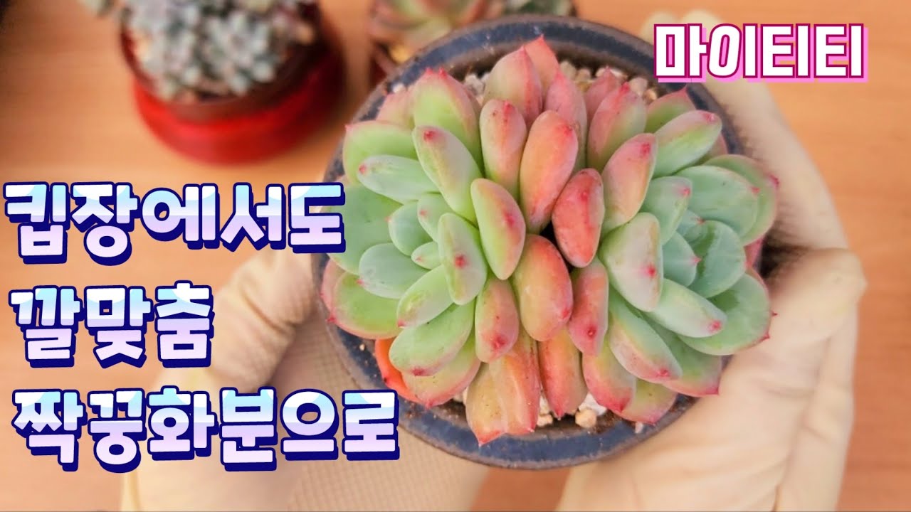 마이티티 분갈이키핑장에서도 같은 화분에 심어줘요예쁘고 깔끔한게 더 좋잖아요 다육이 다육일기 다육식물