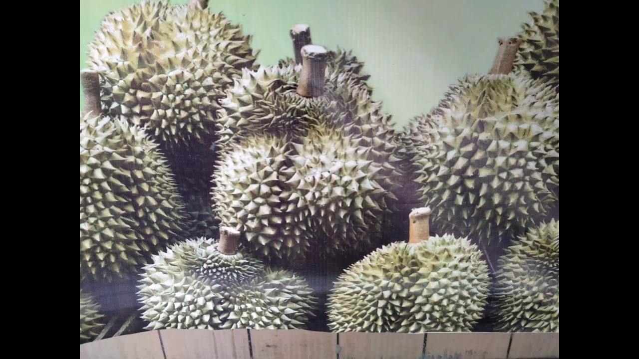 The most Famous "Durian" in Asia | these are the tastiest Durian i ever ...