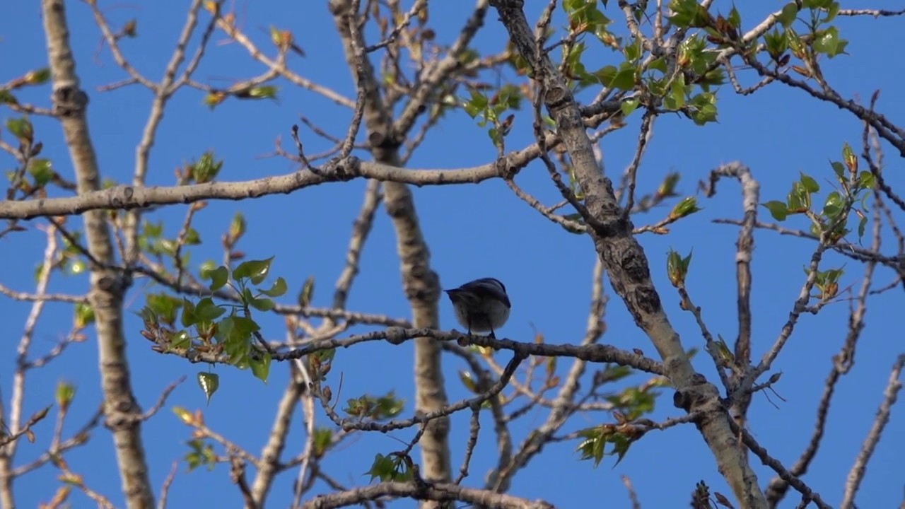Black Capped Chickadee Male Singing Video - YouTube