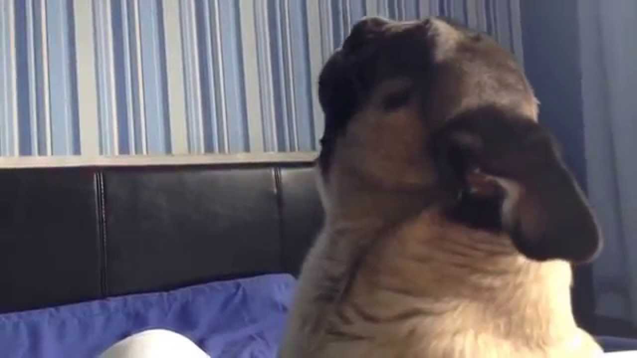 Bailey is crying and howling. - YouTube