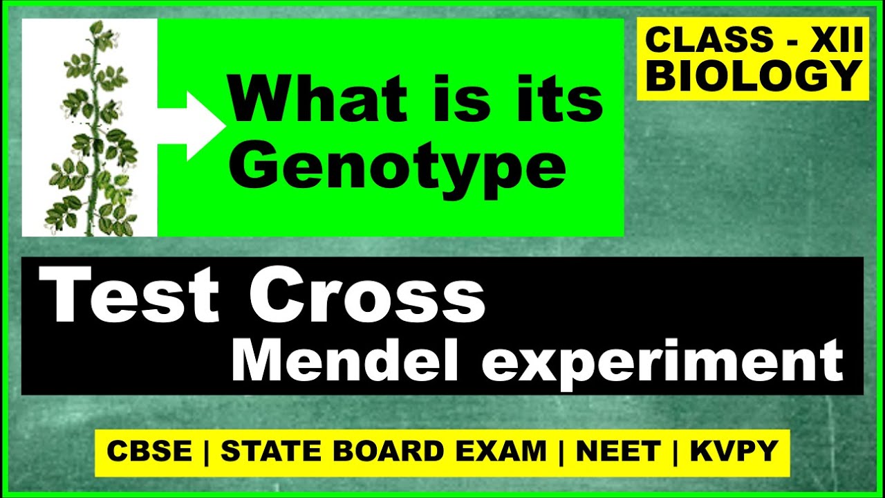 Define And Design A Test Cross Mendel Experiment Class 12 Biology define-and-design-a-test-cross-mendel-experiment-class-12-biology