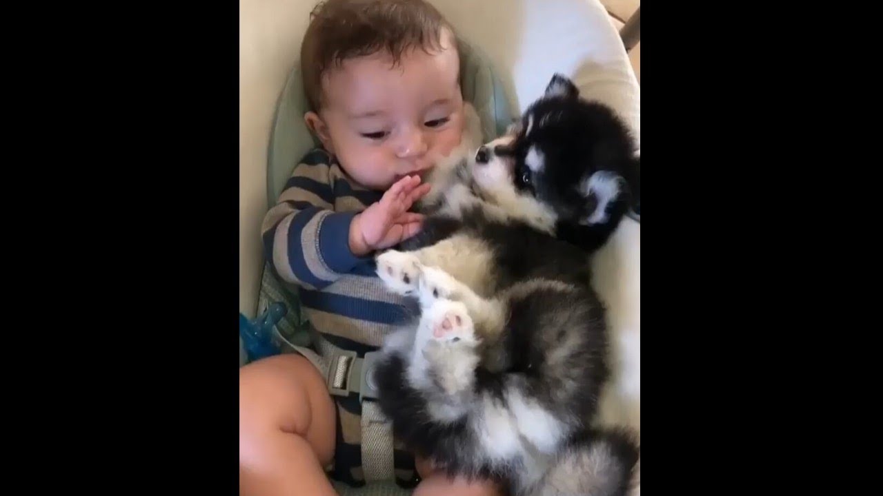 Cute Dogs Loves Playing with Cute Little Babies - YouTube