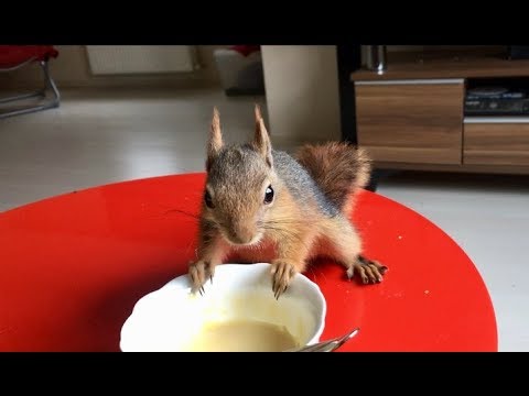 Sincap Bonibon’ un şapırtı konseri devam ediyor