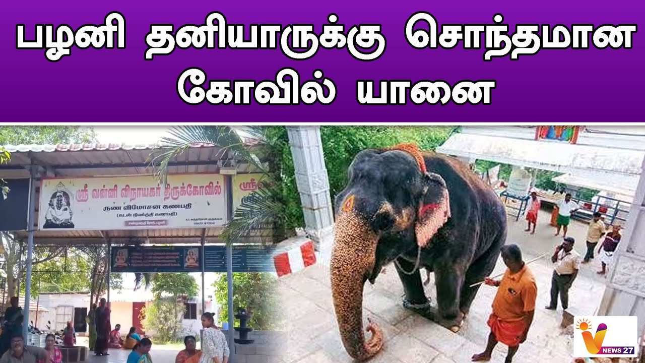 பழனி தனியாருக்கு சொந்தமான கோவில் யானை | Dindigul | Palani | Temple ...