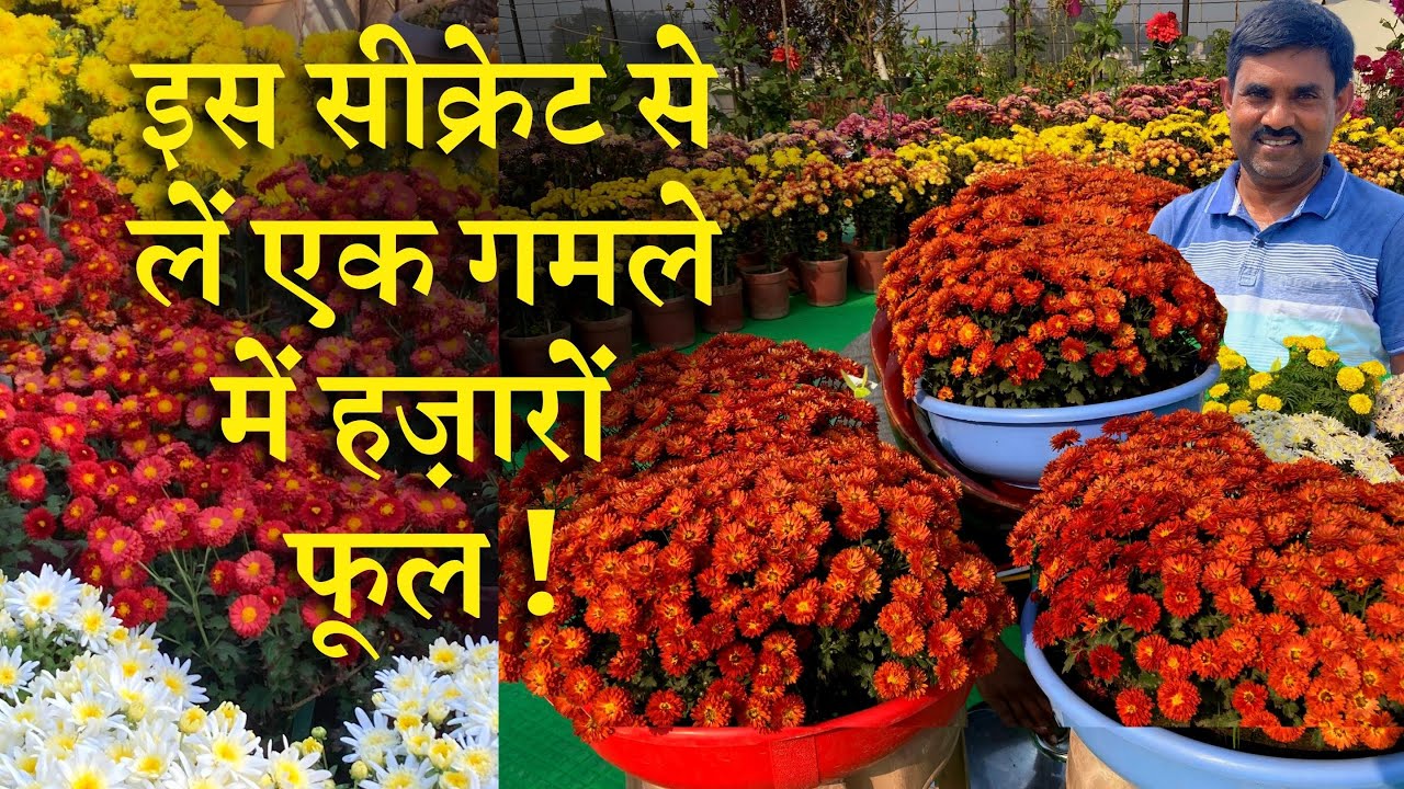 इस सीक्रेट तरीक़े से एक ही गमले में आएँगे हज़ारों गुलदाउदी के फूल 3414