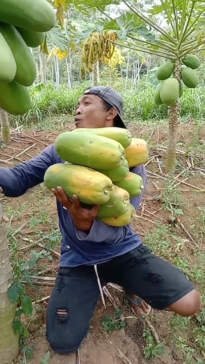 Panen pepaya kalifornia - YouTube