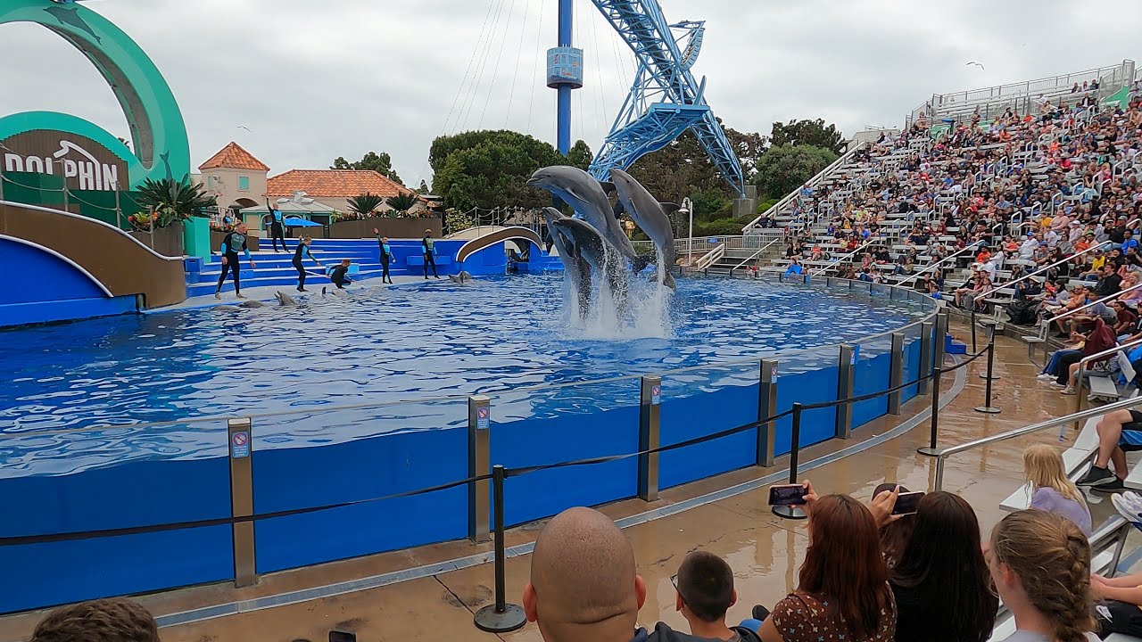 Mind-Blowing Dolphin Tricks: Watch These Genius Dolphins Dazzle at Sea ...