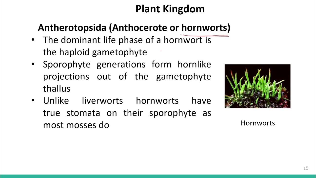 Plant Kingdom Bryophytes Part 3 #SATHEE_AGRI #swayamprabha #icar - YouTube