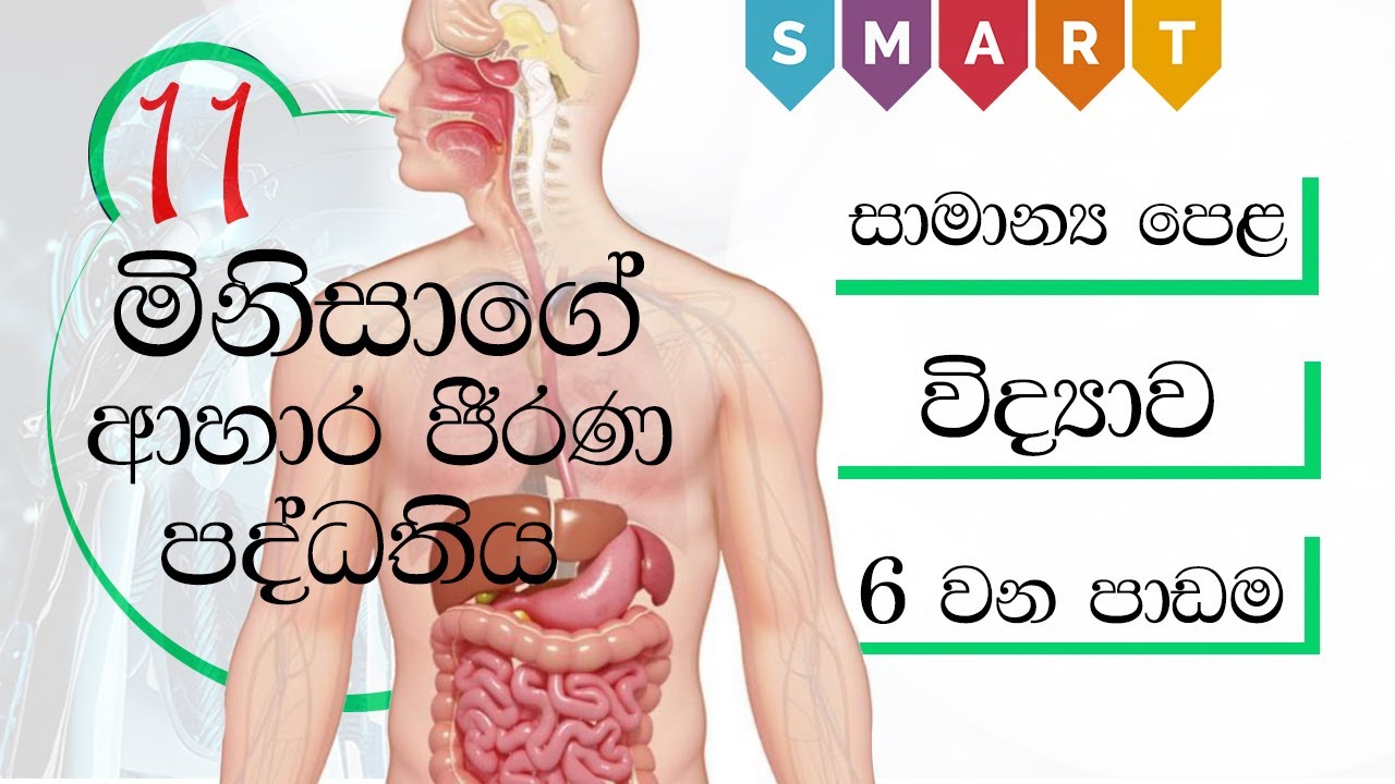 O/L Science in Sinhala | මිනිසාගේ ආහාර ජීරණ පද්ධතිය | 6 වන පාඩම - Part ...