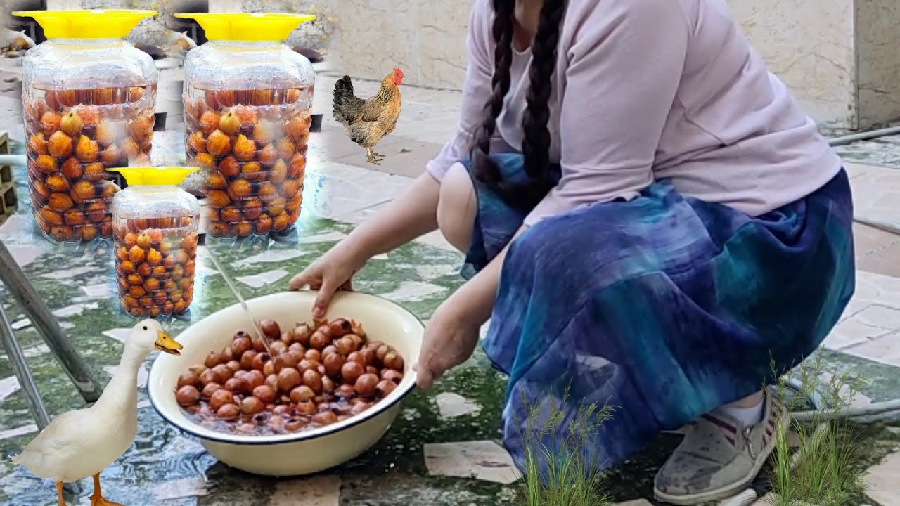 Want Delicious Pickles? Watch This Medlar Harvesting Now! - YouTube