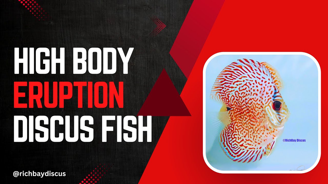 High Body Spotted Eruption Discus Fish for sale in India | RichBay ...