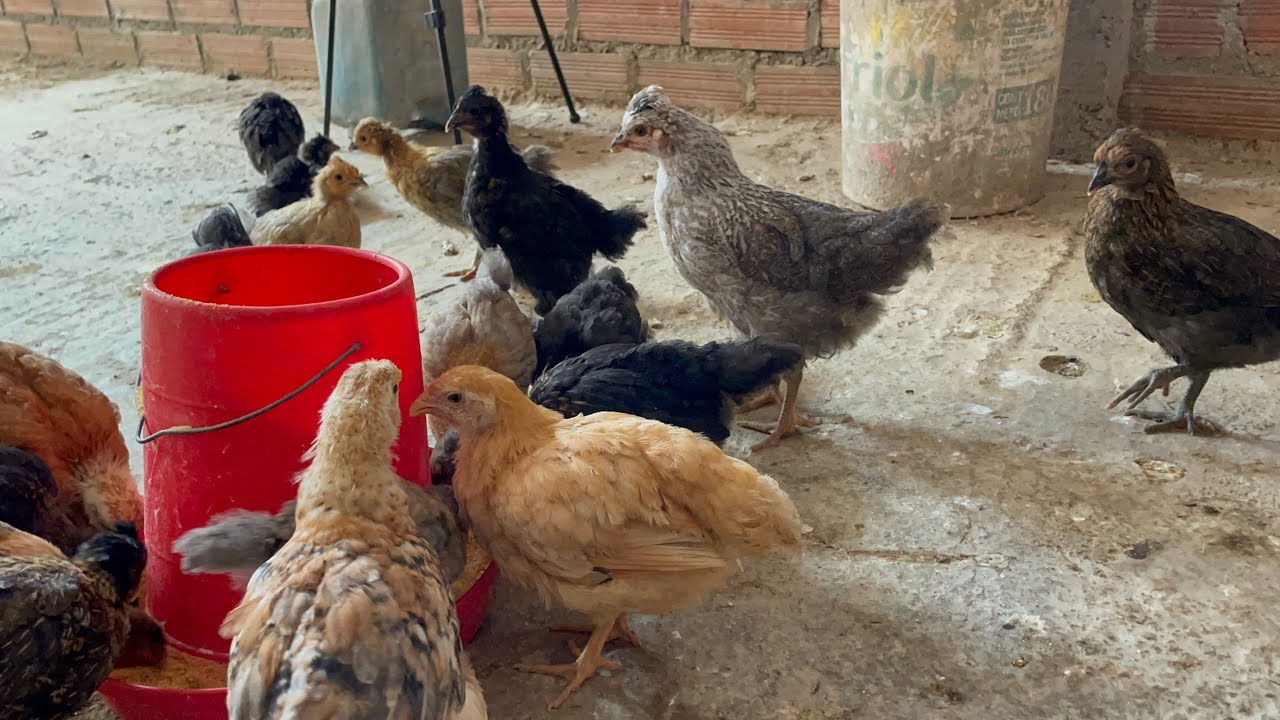Un proyecto de 20 gallinas criando desde casa - YouTube